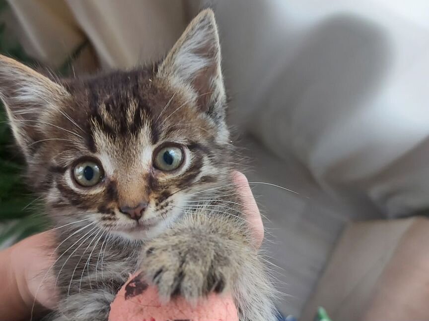 Котята в добрые руки приучен к лотку