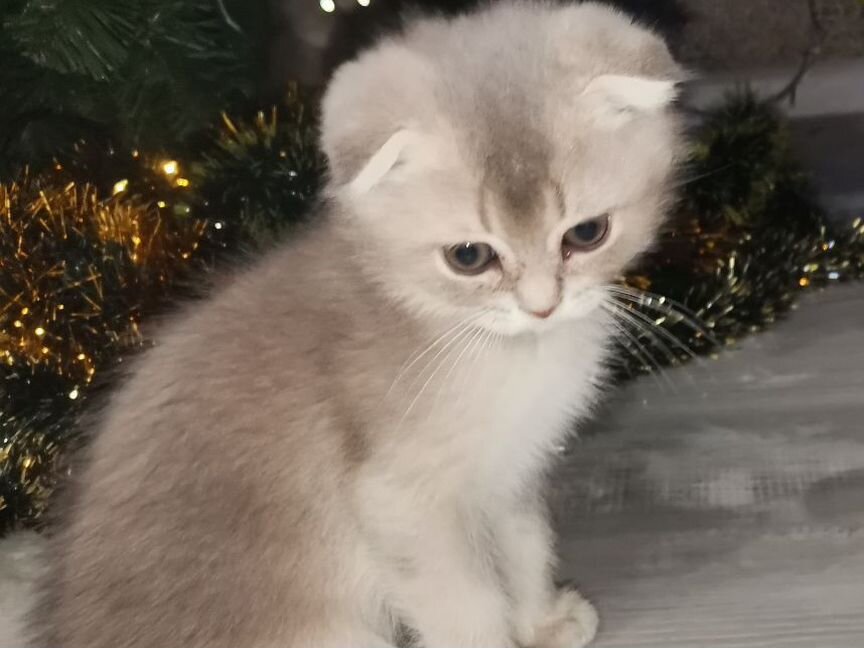 Шотландский вислоухий котёнок