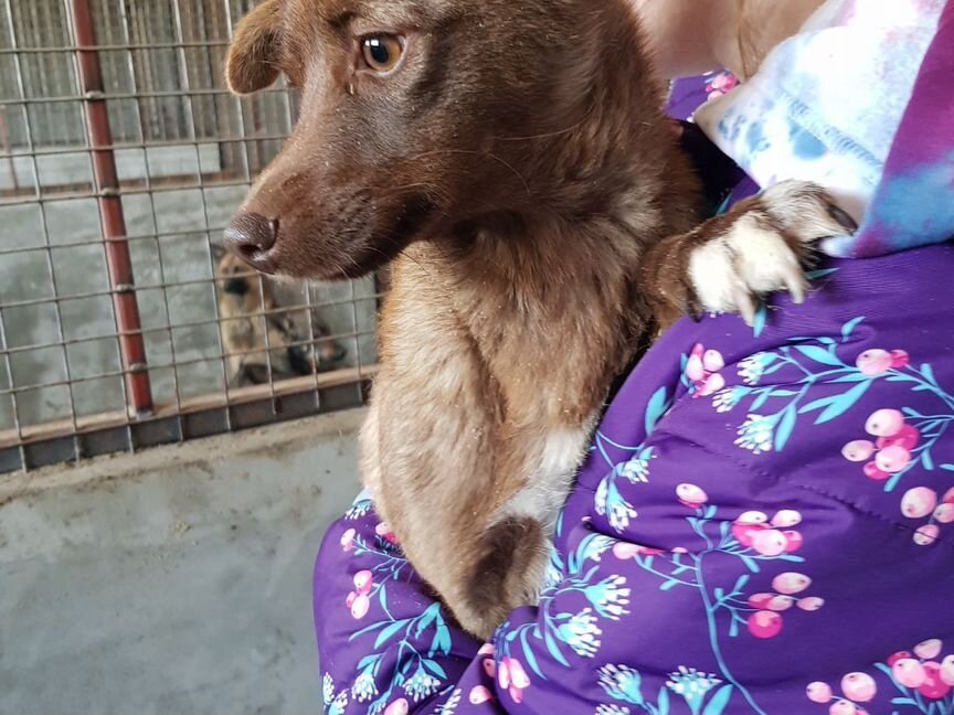 Шоколадная малышка несколько дней на пристрой