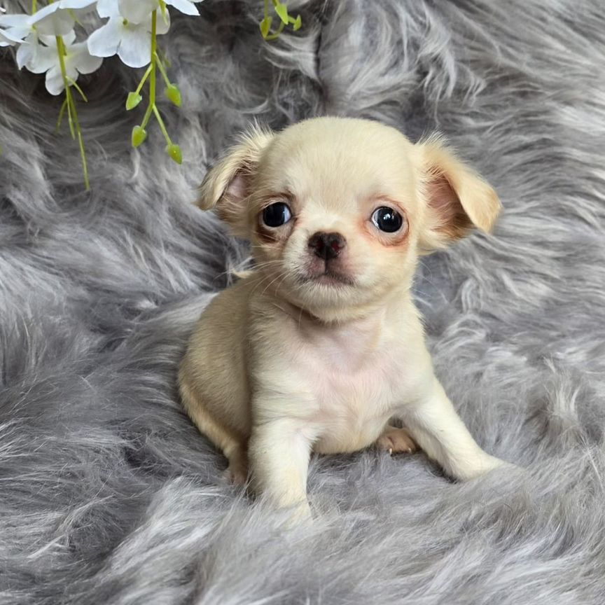Чихуахуа мини малыш