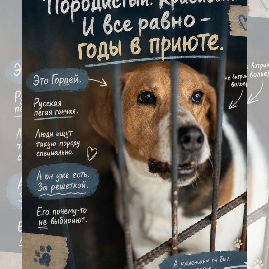 Русская пегая гончая, взрослый пёс