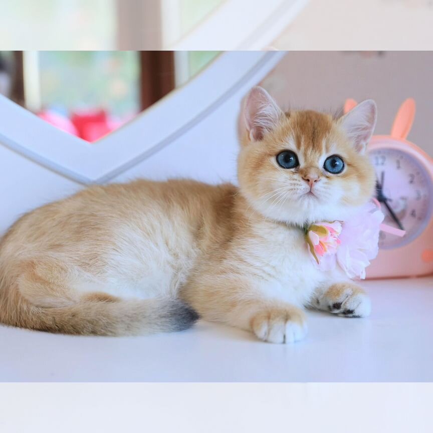 Британские котята золотая шиншилла