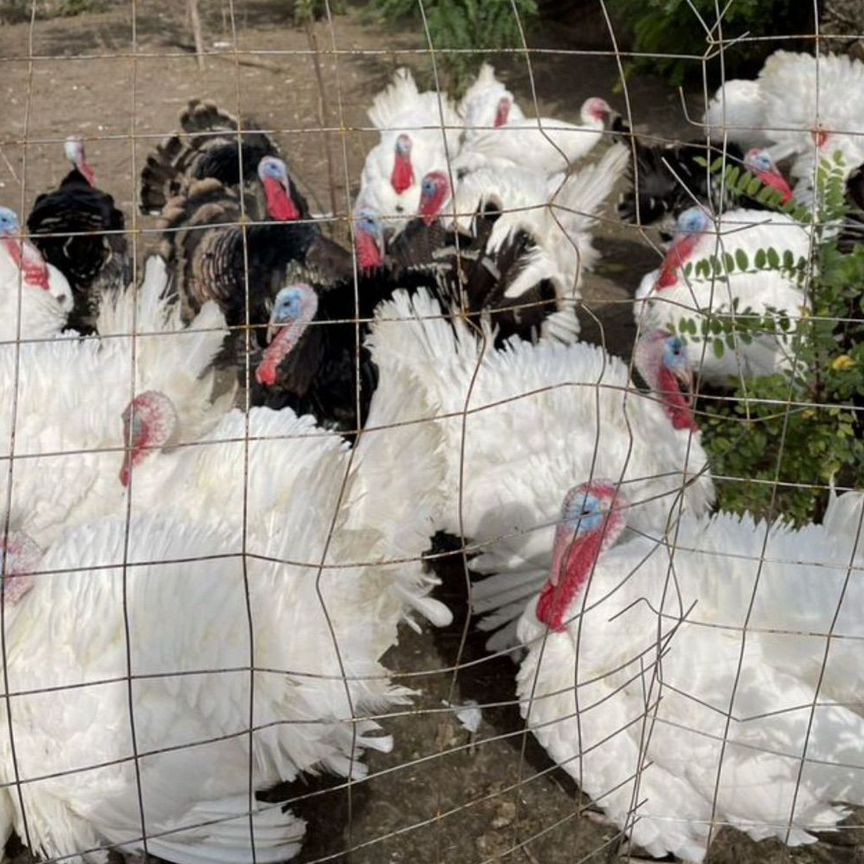 Индюки на мясо