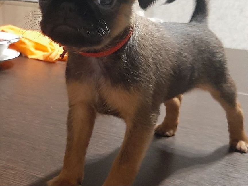 Пти брабансон