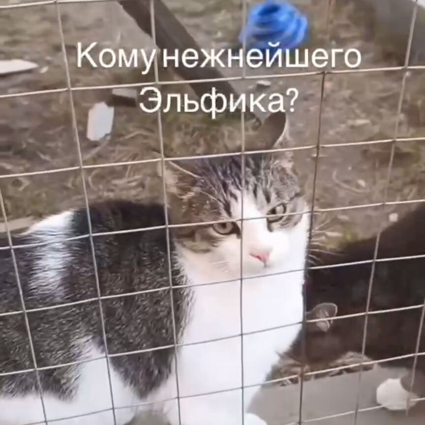 Котик в добрые руки