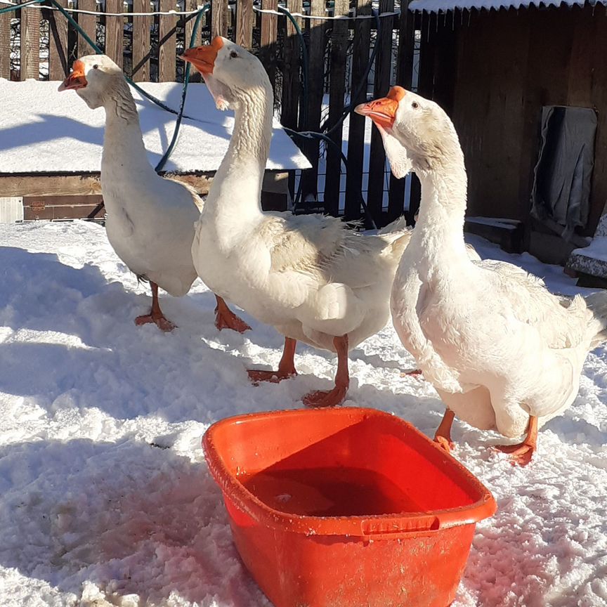 Семья холмогорских гусей