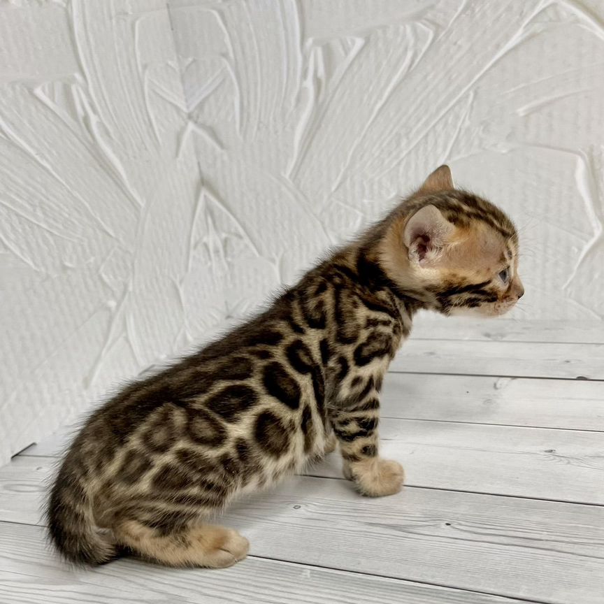 Красотка золотая (с документами)