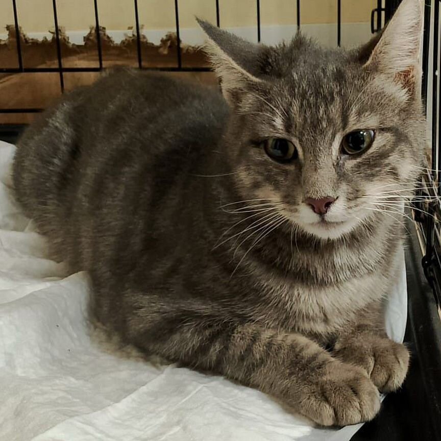 Сжальтесь над кошечкой заберите домой