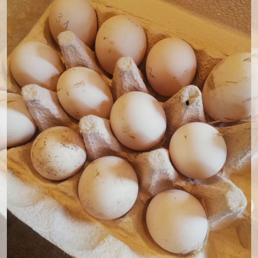 Инкубационное яйцо пушкинской породы