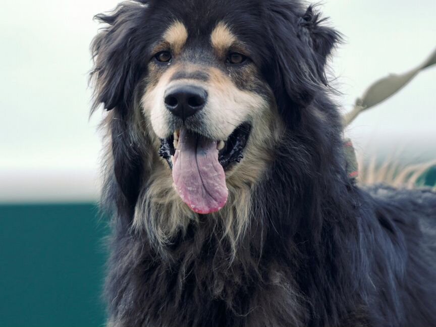 Не воспитан от слова совсем (уже почти воспитан)