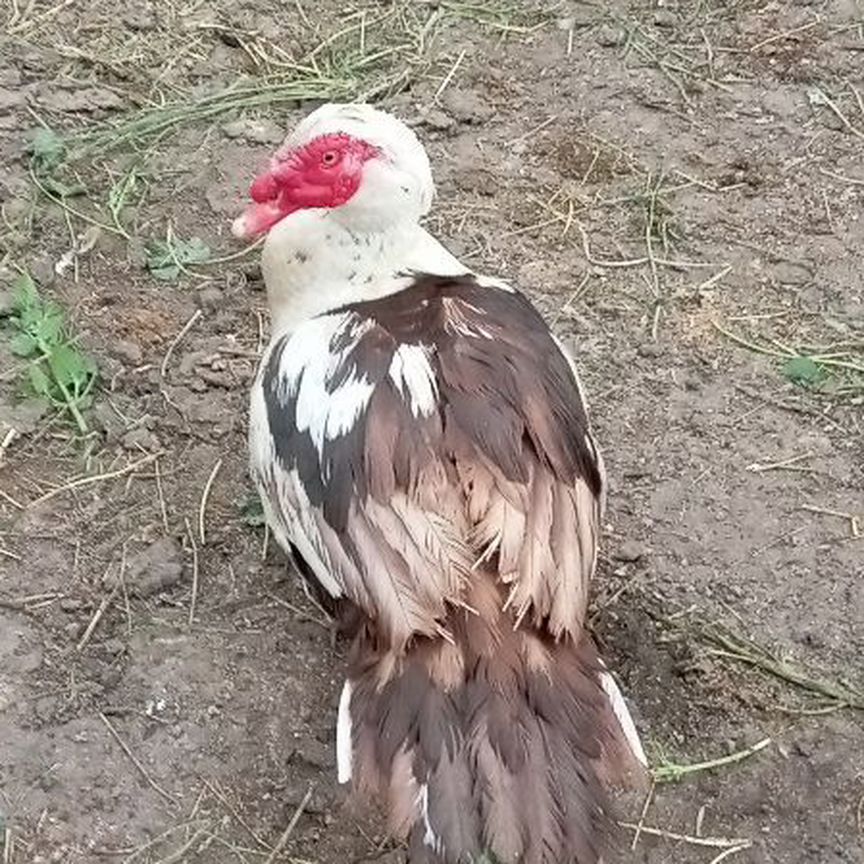 Утки индоутки