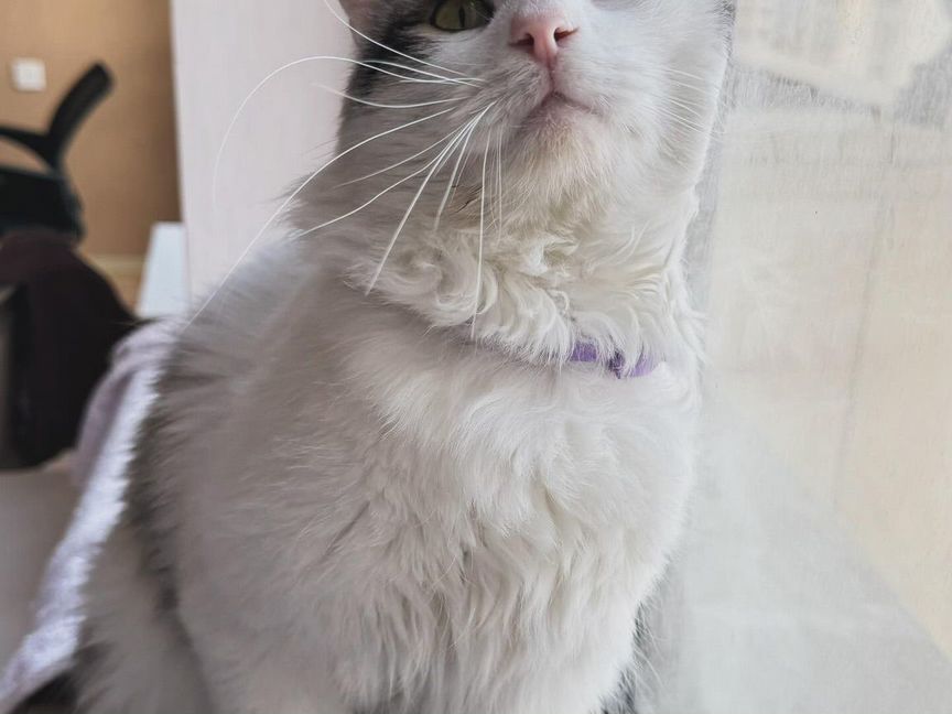Белый котик Беляш