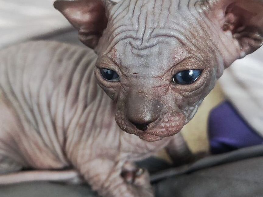 Канадский сфинкс