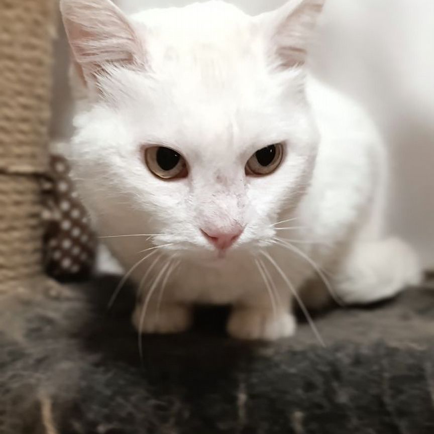 Спасённая кошечка ждёт свой дом