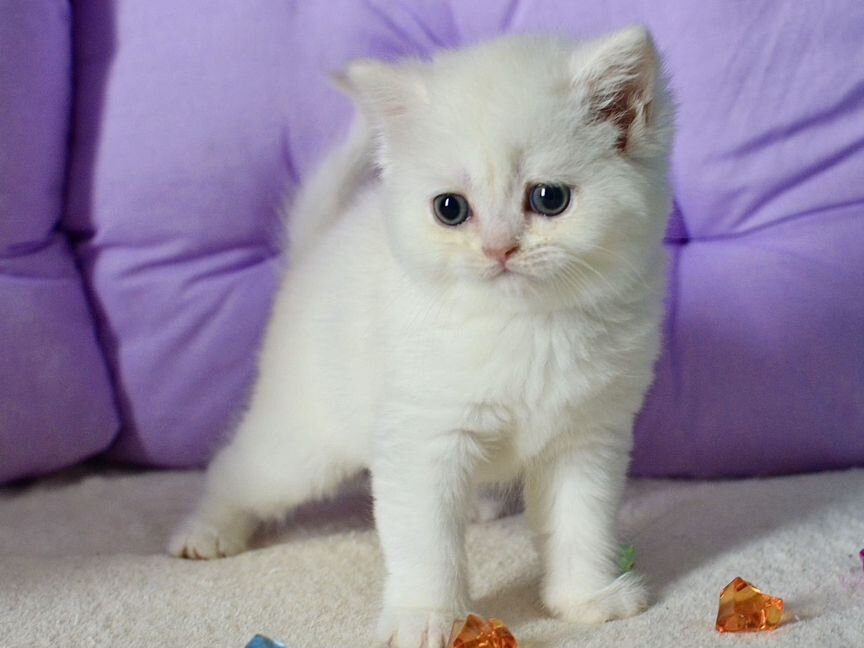 Котята британской шиншиллы