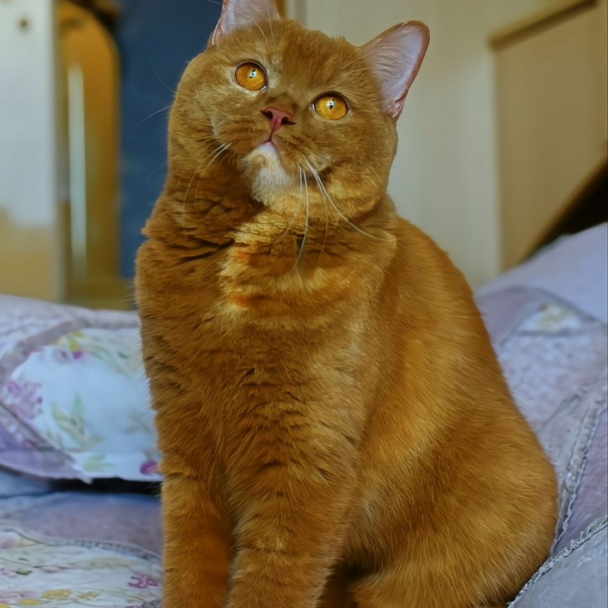 Британская короткошёрстная, взрослая кошка