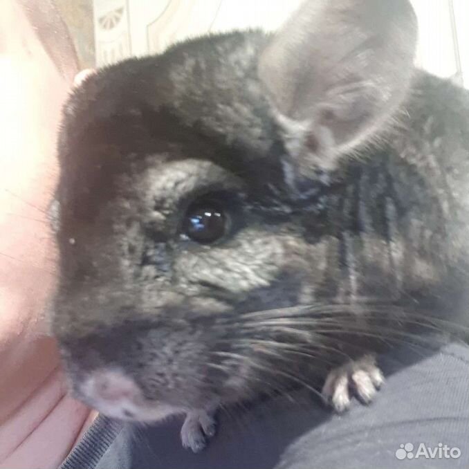 Шиншилла мальчик с витриной