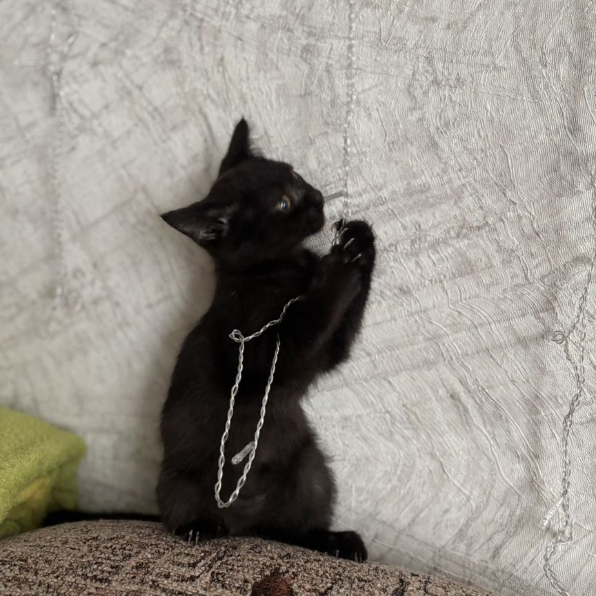 Отдам девчулю в добрые руки