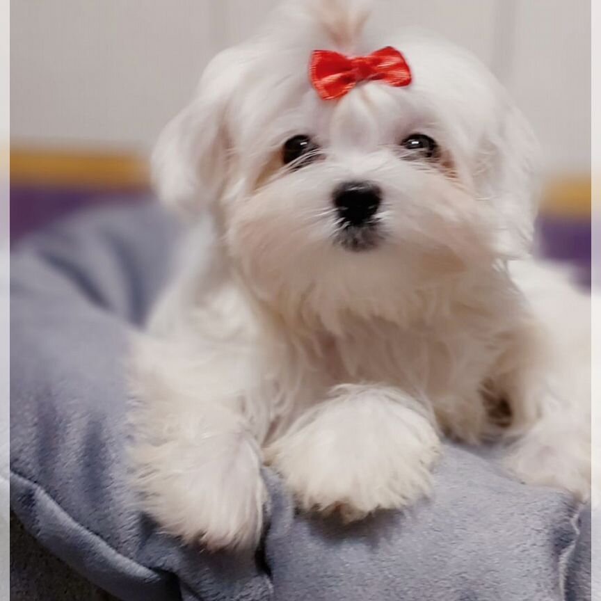 Мальтийская болонка, щенок