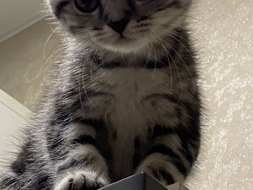 Шотландская вислоухая кошка