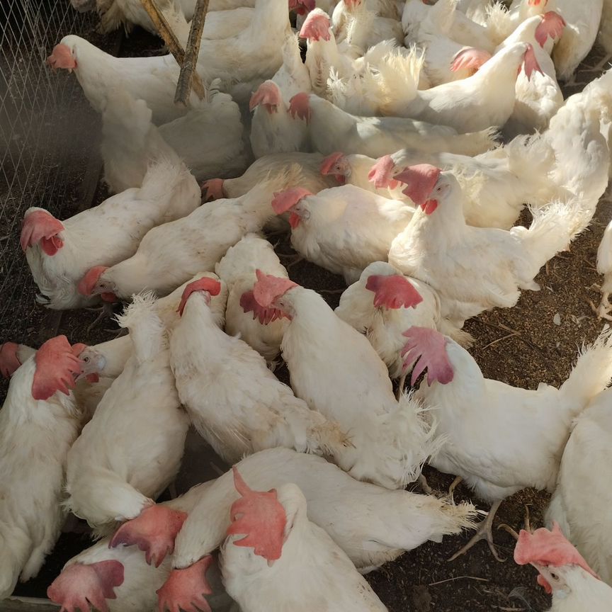 Куры несушки