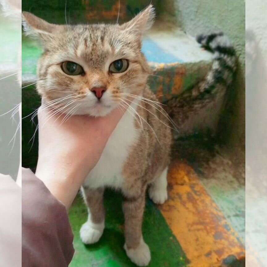 Кошку выбросили в подьезд