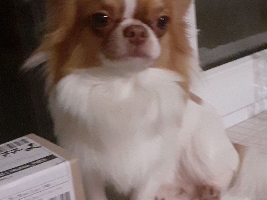 Вязка чихуахуа