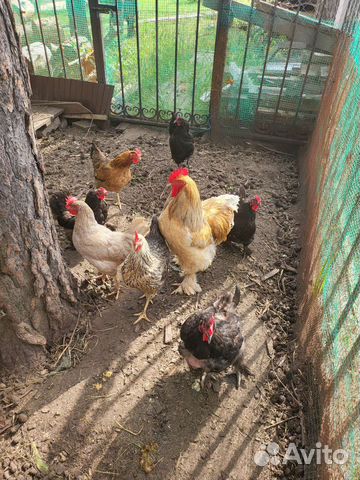 Петух брама