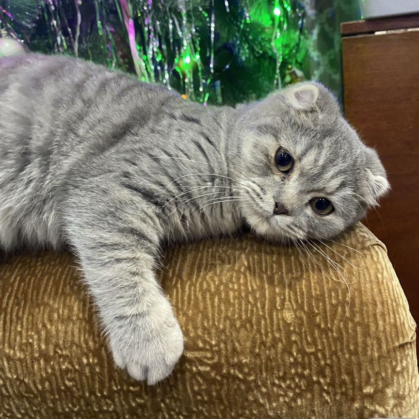 Британская вислоухая кошка бесплатно