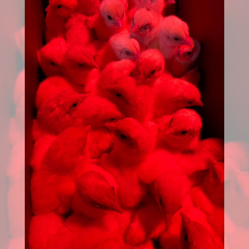 Цыплята бройлеры кобб 700