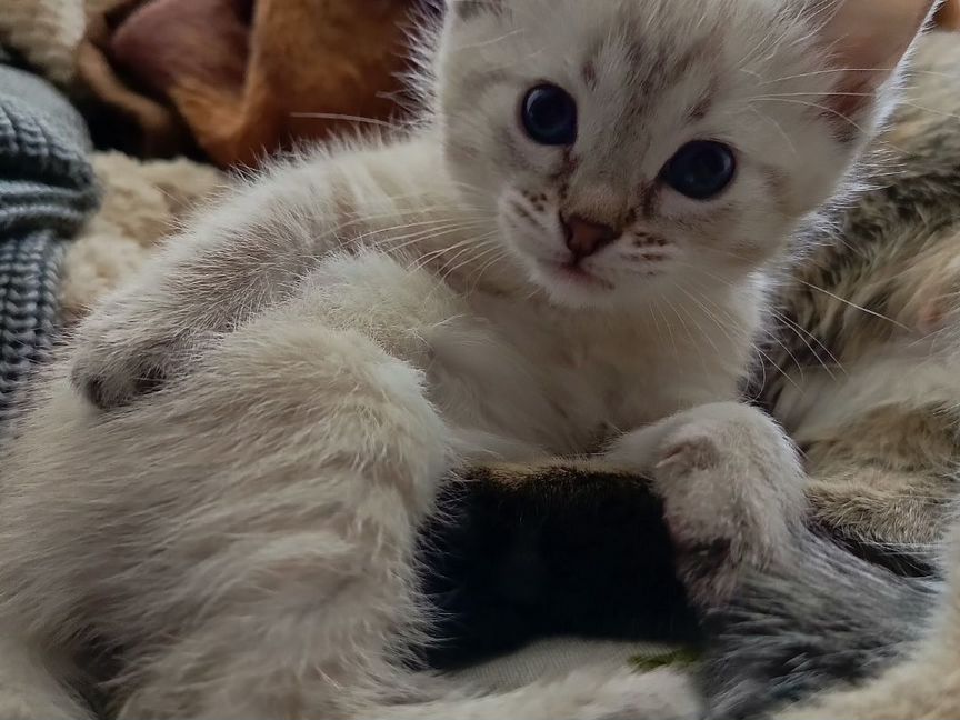 Котенок девочка в добрые руки