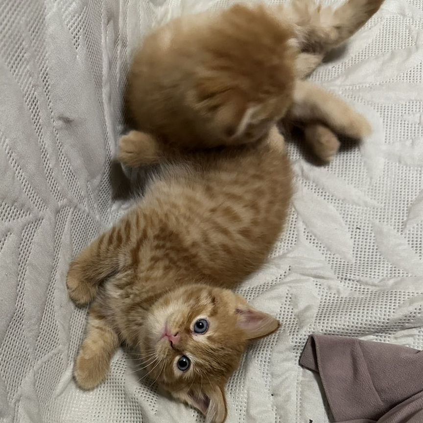 Шотландский вислоухий длинношёрстный котёнок