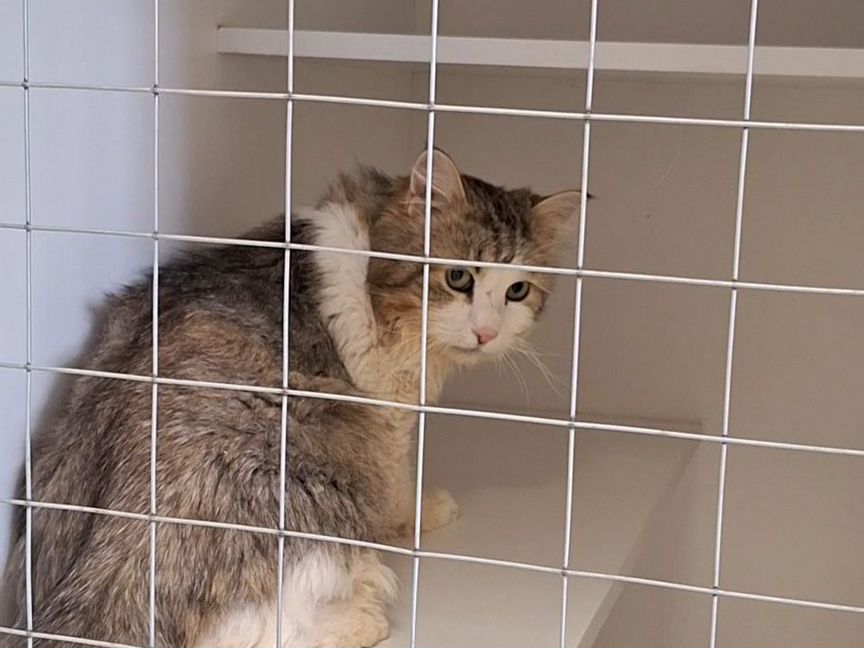 Несчастный котик