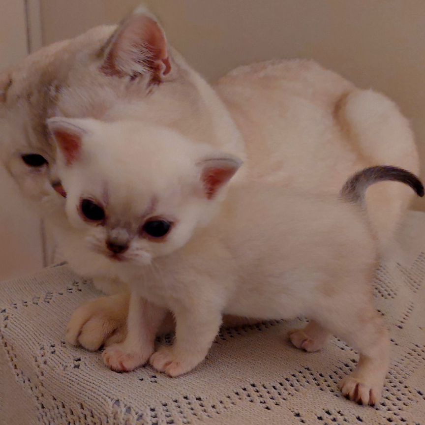 Котята шотландские колор поинт