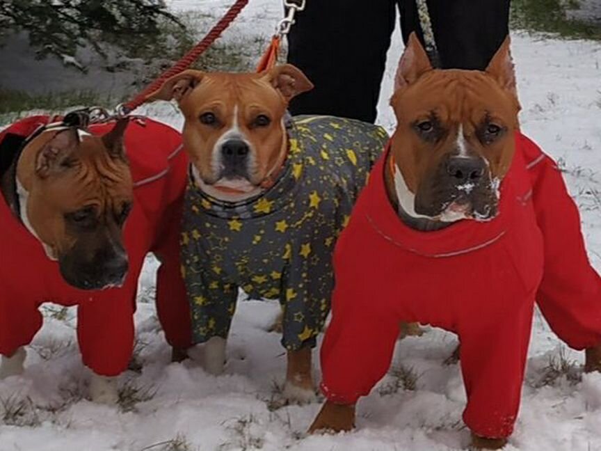 Одежда для собак