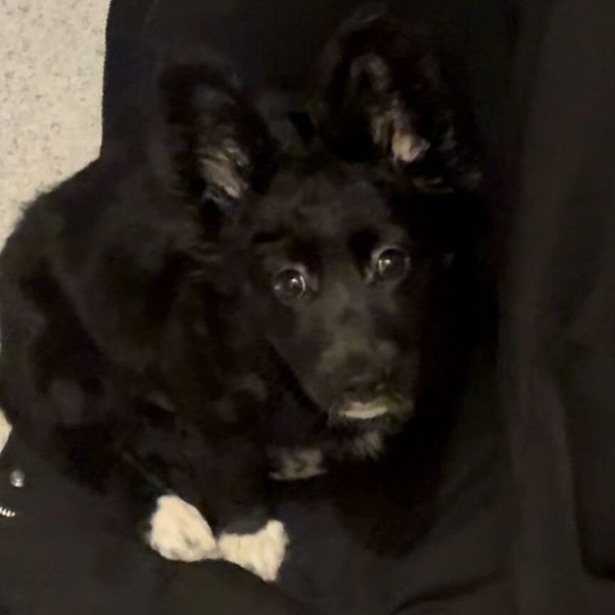 Щенок в добрые руки