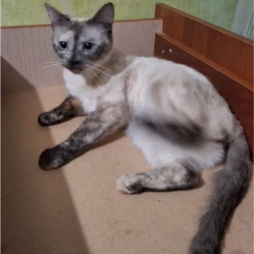 Взрослая, кошка в добрые руки