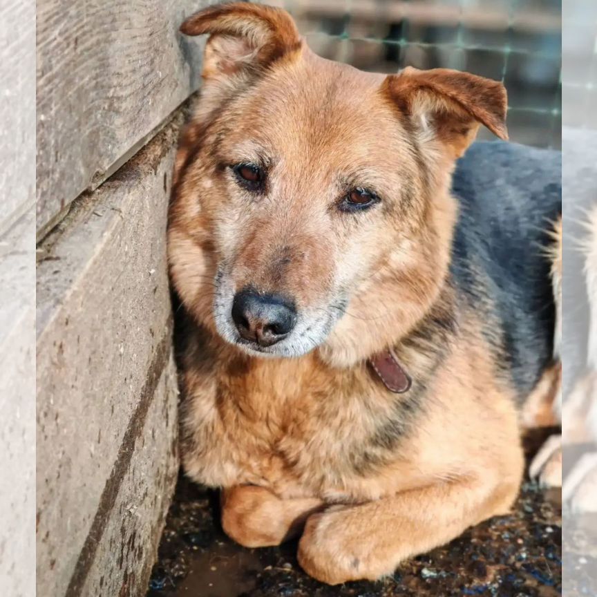 Взрослая собака в добрые руки