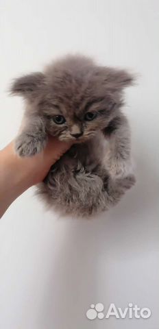 Британские котята