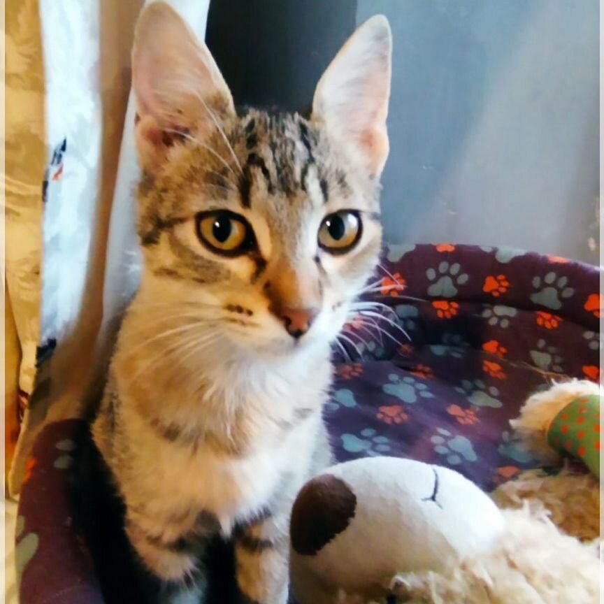 Девчушка ищет дом