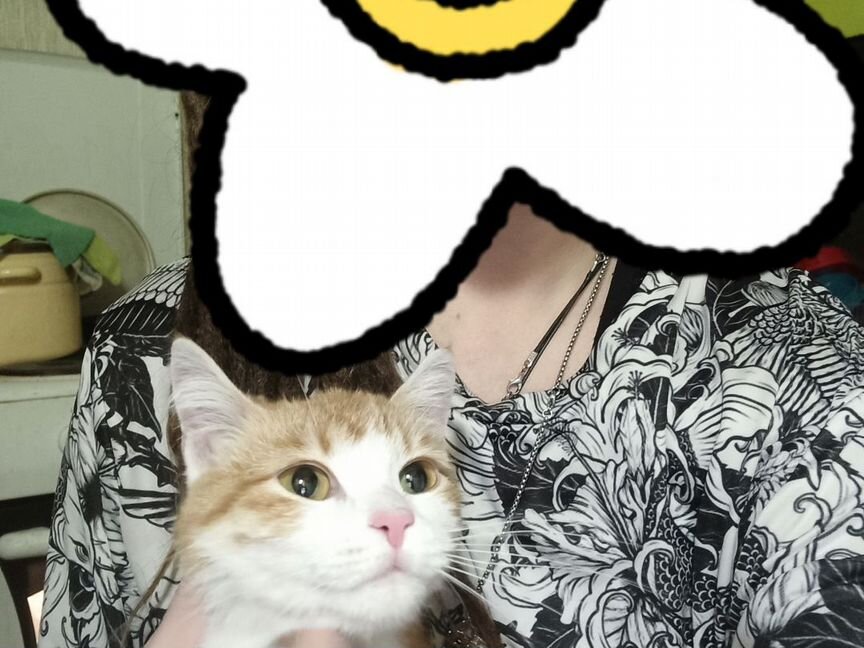 Рыжий котенок в добрые руки бесплатно