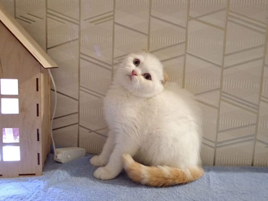 Шотландский вислоухий котик