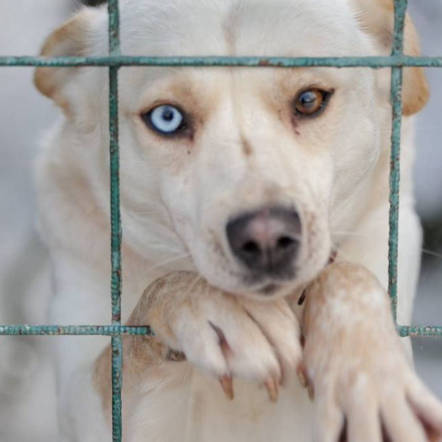 Взрослая собака в добрые руки