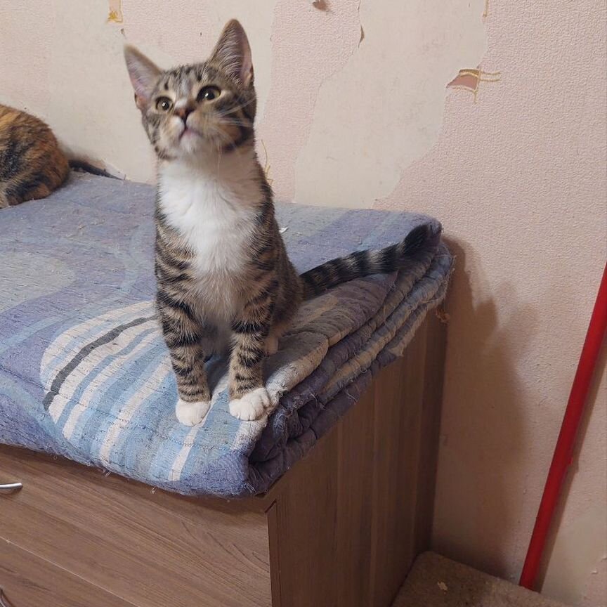 Котенок Мальчик в добрые руки