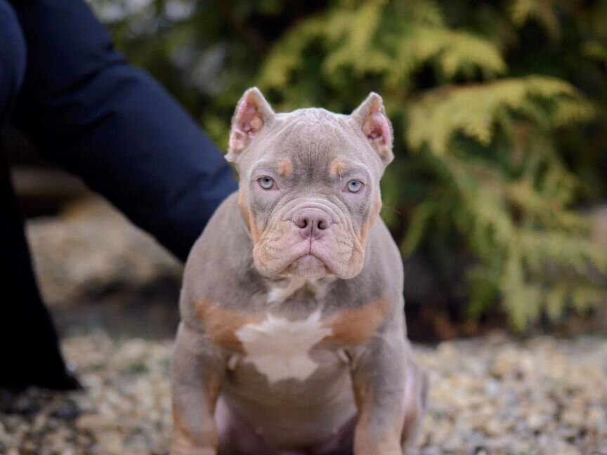 Американский булли