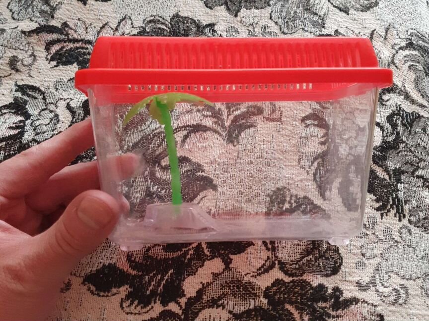 Аквариум черепашник