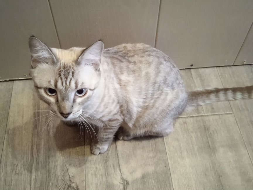 Котик Томас