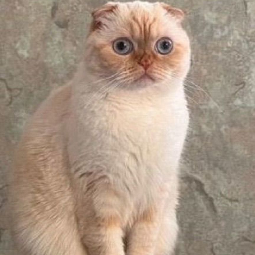 Отдам кошку в добрые руки