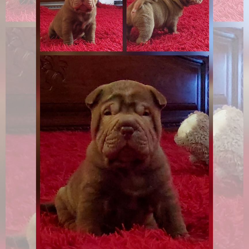 Шарпей, щенок