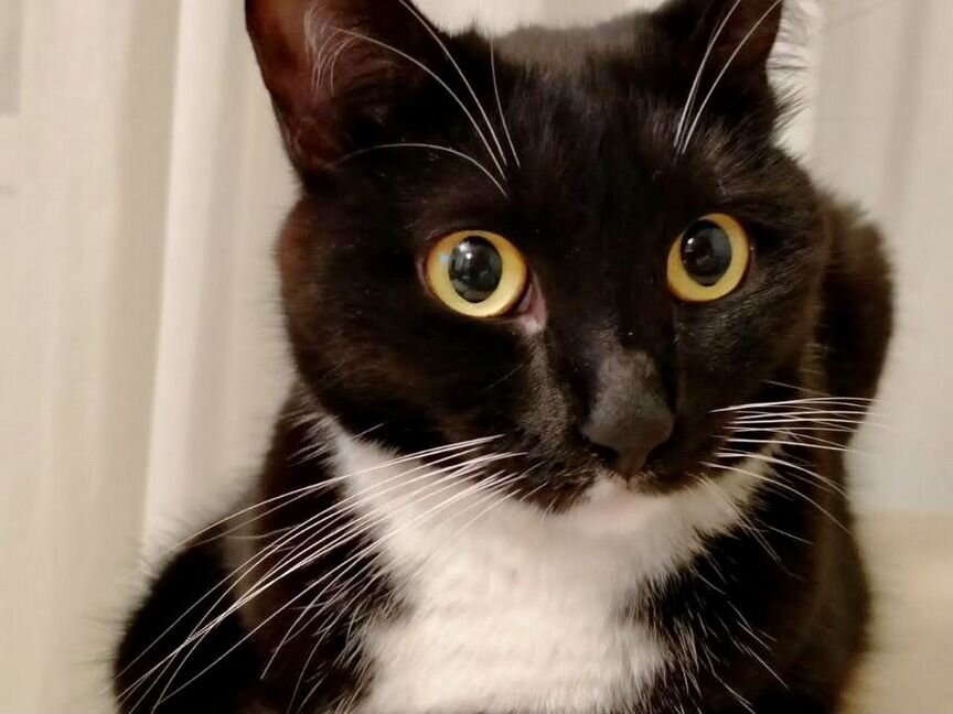 Кошка Мышка ищет дом